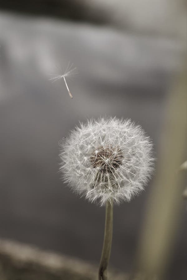 Dandelion Seed Takes Flight Stock Image - Image of blue, flying: 70372665