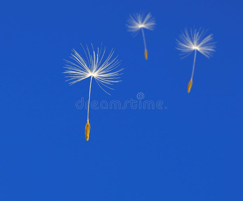 Dandelion Seed (Taraxacum Officinale) Stock Image - Image of dandelions ...