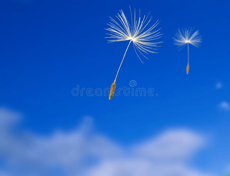 Dandelion Seed (Taraxacum Officinale) Stock Image - Image of floating ...