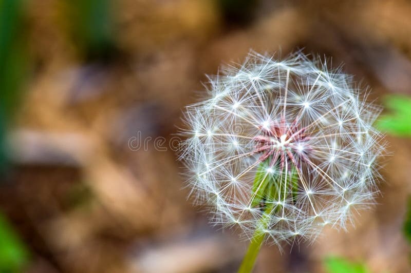 Dandelion seeds stock photo. Image of nature, reproduction - 2481786