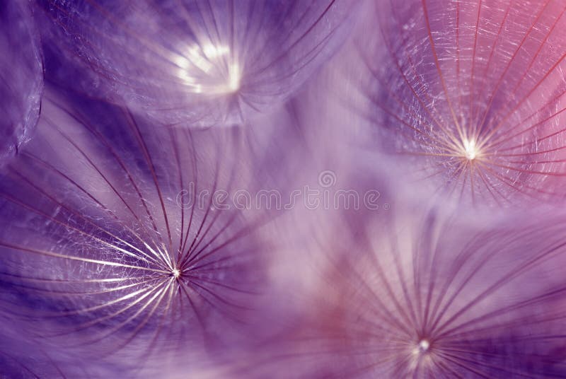 Purple dandelion. stock photo. Image of plant, details - 126678