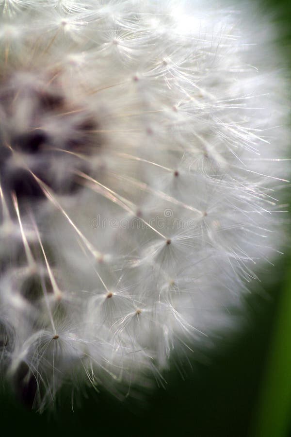 Dandelion seeds background stock photo. Image of nature - 19588290