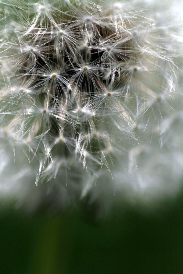 Dandelion seeds background stock image. Image of night - 19588329