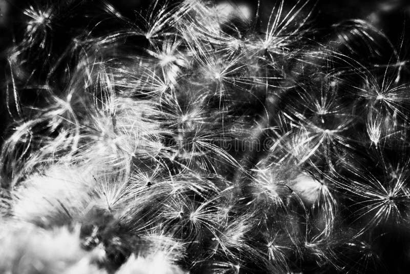Dandelion seeds background stock image. Image of dandelion - 234976613