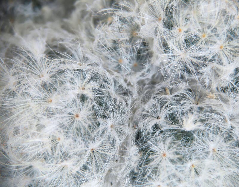 Dandelion Seeds Background,Cactus Close-Up Stock Photo - Image of twig, water: 286971992