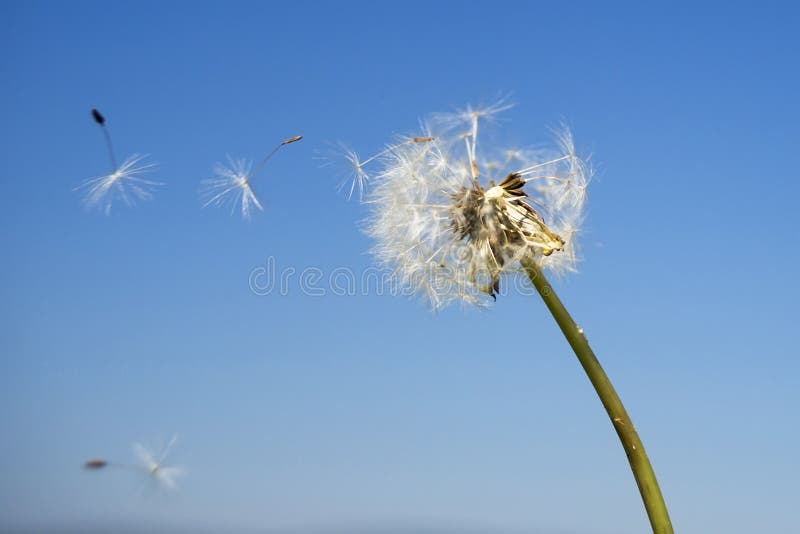 Dandelion Seeds Blowing In The Wind Stock Photo - Image of background ...