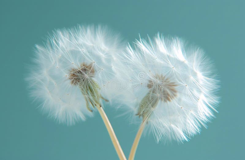 Dandelion Seeds on a Blue Background Dandelion Seeds on a Green ...