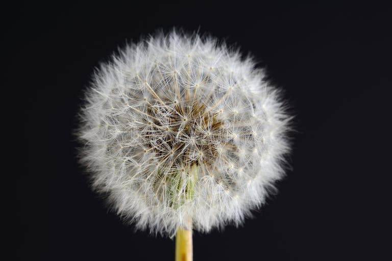 Dandelion Germination Seed Stock Photos - Free & Royalty-Free Stock ...