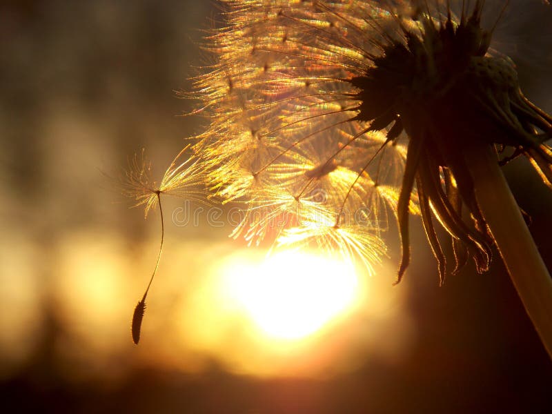 Dandelion stock photo. Image of seed, colors, color, light - 71338294