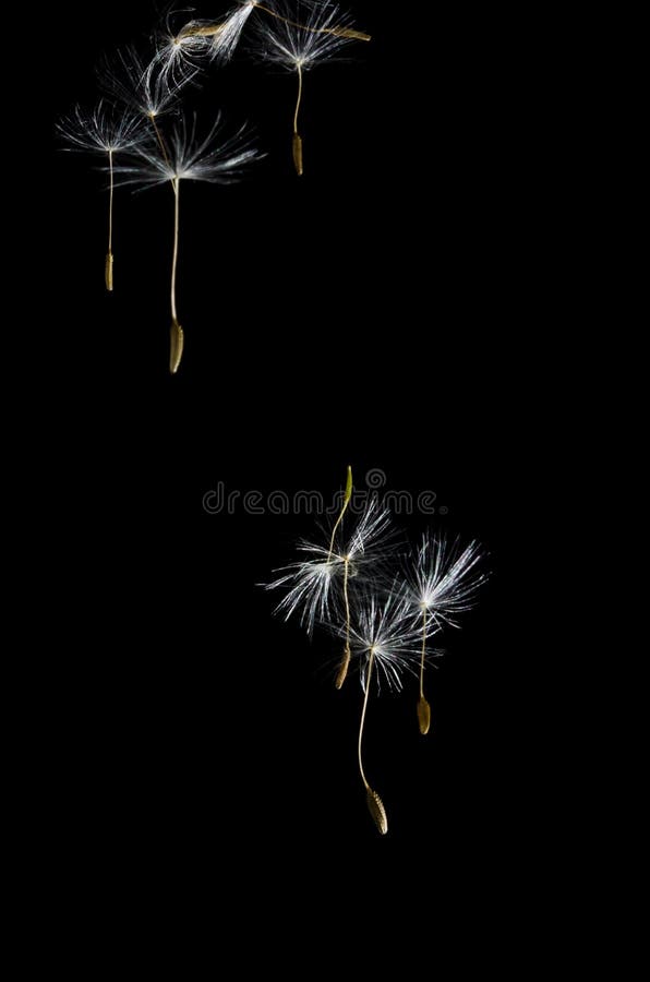 Dandelion Seeds Floating Free Stock Photo - Image of seeds, macro: 31146402
