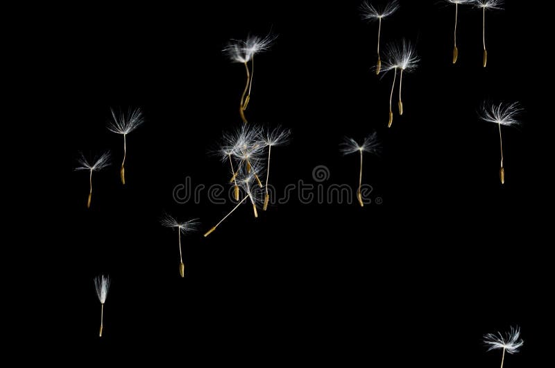Dandelion Seeds Floating Free Stock Photo - Image of macro, nature ...