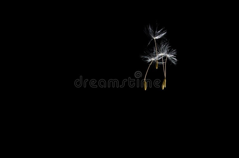 Dandelion Seeds Floating Free Stock Image - Image of puff, drifting ...