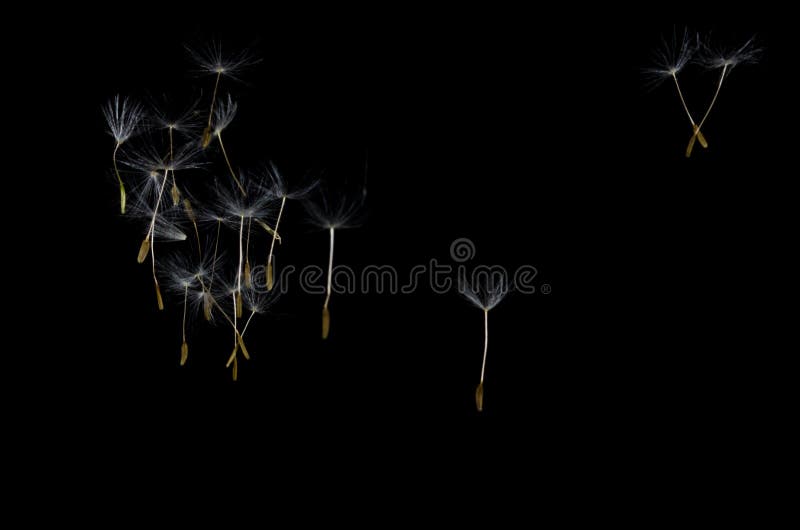 Dandelion Seeds Floating Free Stock Image - Image of macro, nature ...