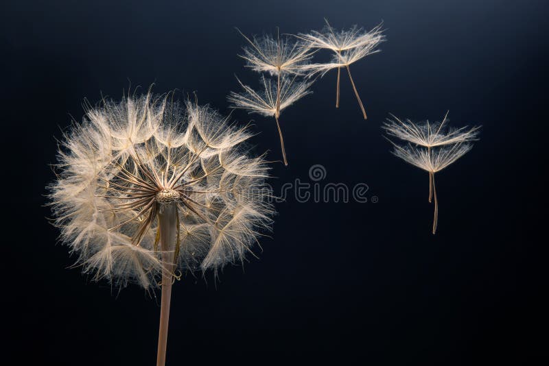 Dandelion Seeds Fly from a Flower on a Dark Background. Botany and ...