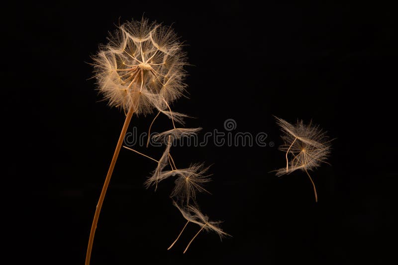Dandelion Seeds Fly from a Flower on a Dark Background. Botany and ...