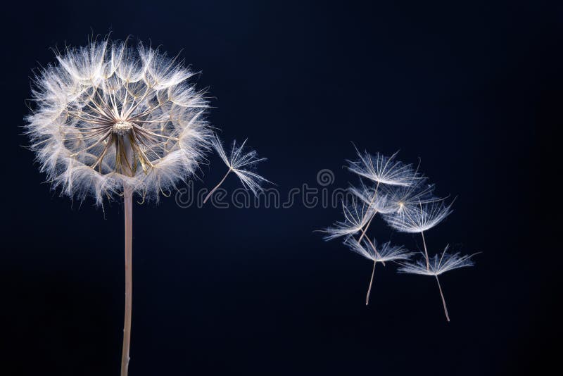 Dandelion Seeds Fly from a Flower on a Dark Background. Botany and ...