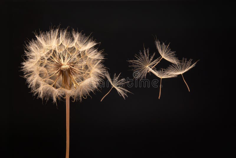 Dandelion Seeds Fly from a Flower on a Dark Background. Botany and ...