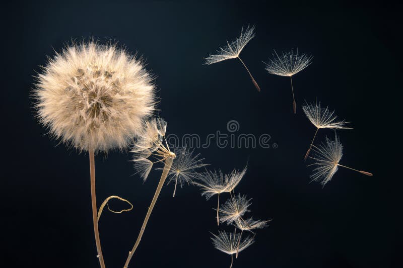 Dandelion Seeds Fly from a Flower on a Dark Background. Botany and ...