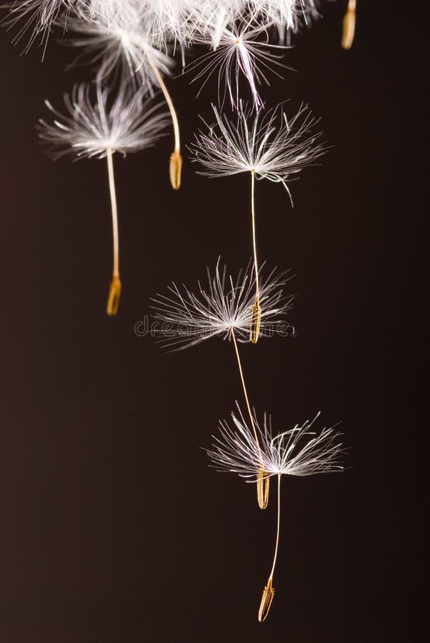 Dandelion seed stock photo. Image of floating, fragility - 3512234