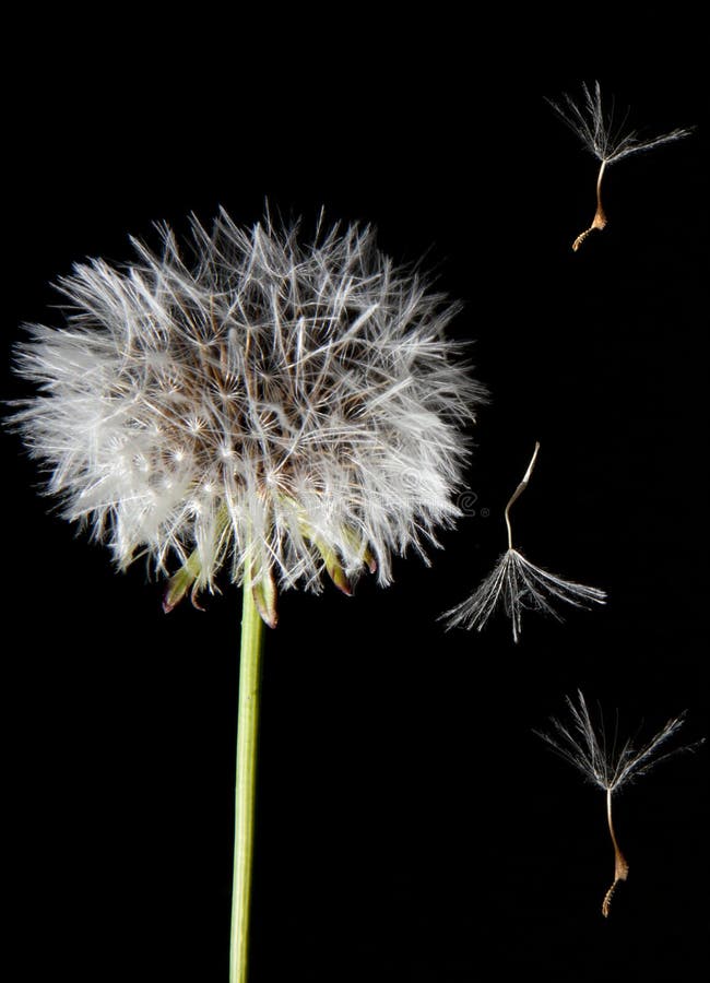 Dandelion seeds flying stock image. Image of single, flower - 53545489