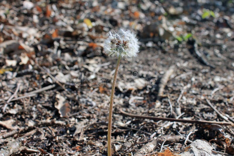 Dandelion Seeds in the Forest Blowing Spring Stock Image - Image of ...