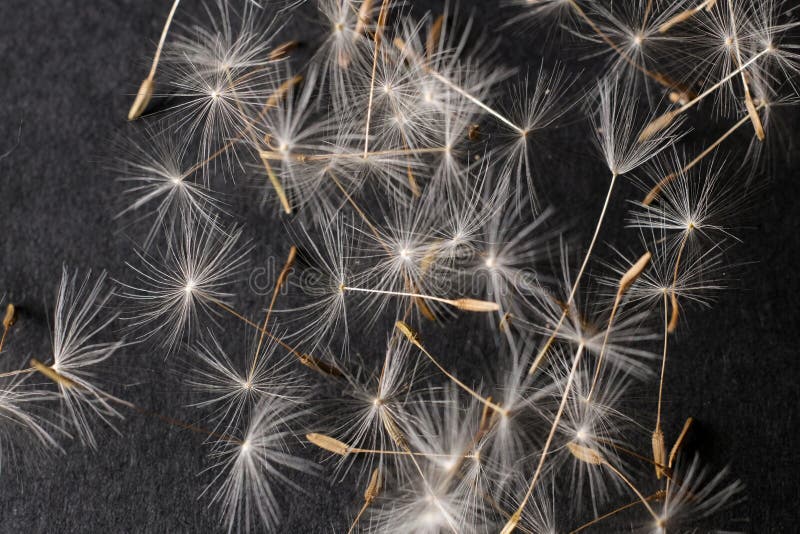 Dandelion seeds stock photo. Image of season, sepal - 182106028