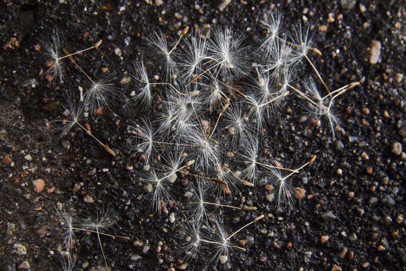 Dandelion Seeds on the Pavement. Stock Photo - Image of beauty ...