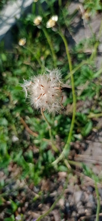 Dandelion Seeds that are Ready To Fly are Blown Away by the Wind Stock ...