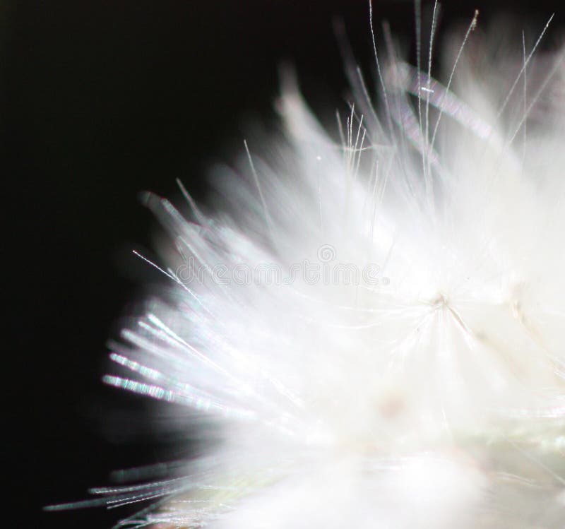 Dandelion stock photo. Image of dandelion, nrbild, svart - 93103064