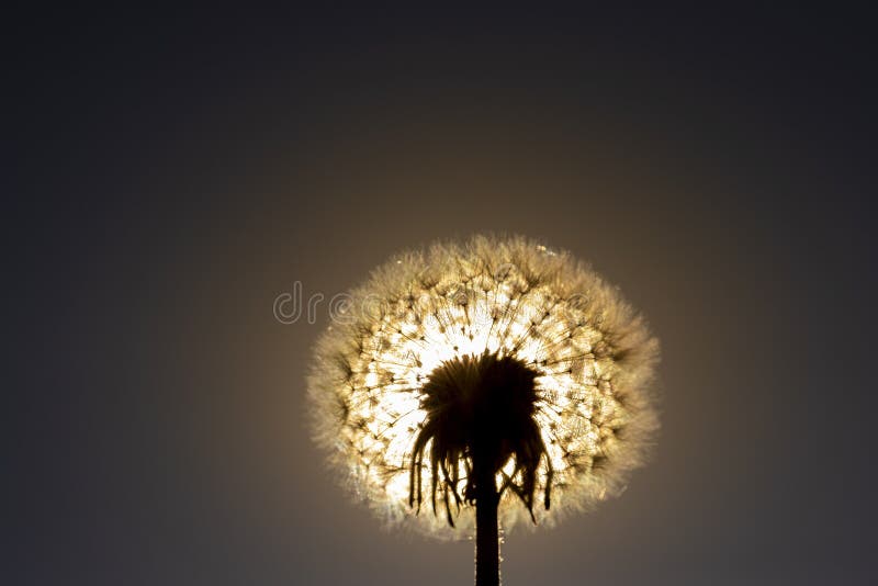 Dandelion Seeds in Spring after Flowering Stock Photo - Image of balls ...