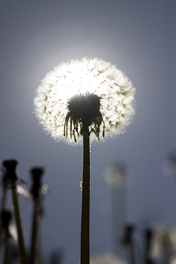Dandelion Seeds in Spring after Flowering Stock Photo - Image of ...