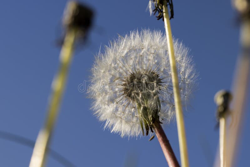 Dandelion Seeds in Spring after Flowering Stock Image - Image of blowball, dandelions: 325247789