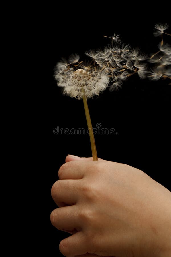 Dandelion seeds and wind stock photo. Image of pistil - 30972648