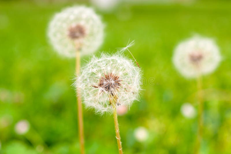 Dandelion stock photo. Image of object, head, flower - 30839326