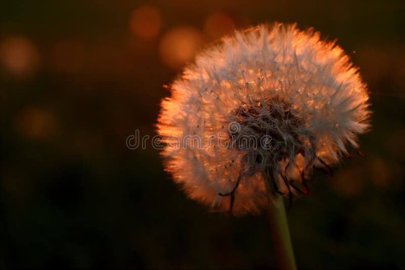 Dandelion at sunset stock image. Image of delicate, cloud - 178543675