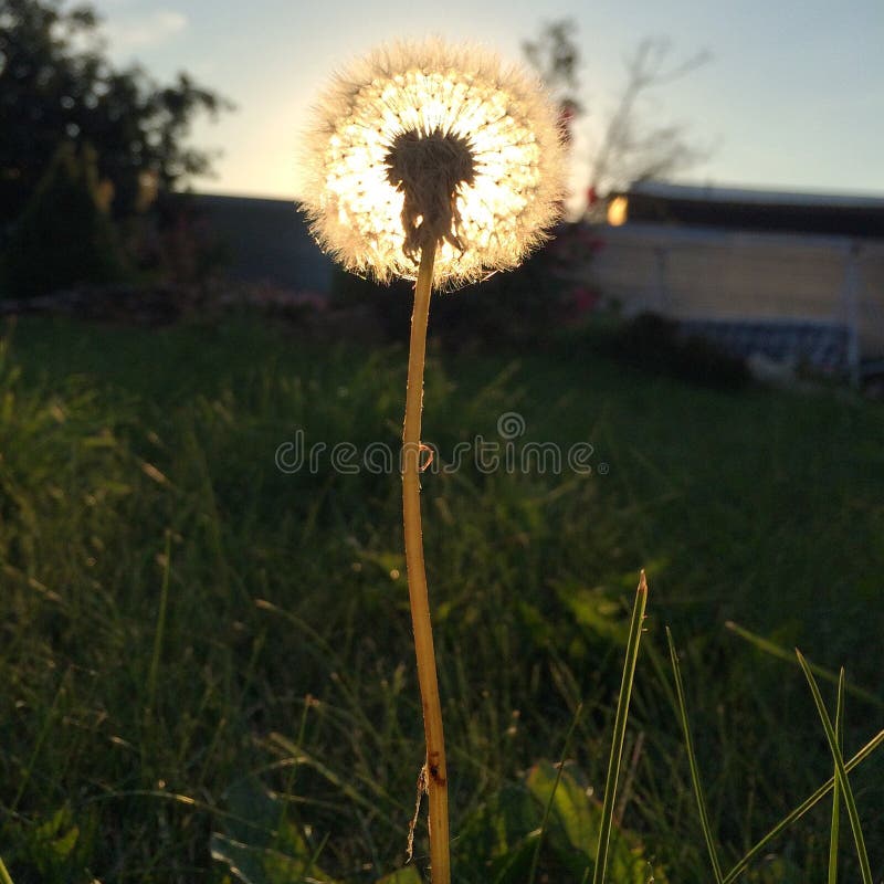 Dandelion in the Setting Sun Stock Image - Image of people, outdoors ...