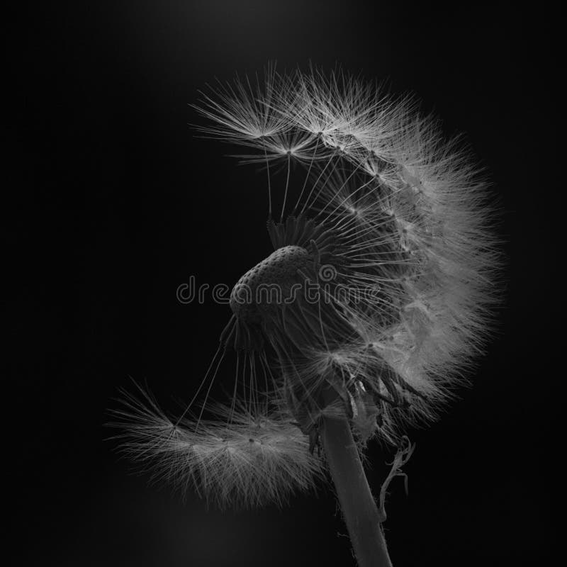 Dandelion shaped half-moon stock photo. Image of shaped - 130576130