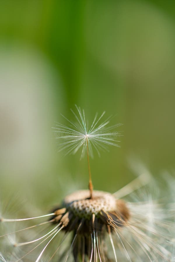 Dandelion with Single Fluff Seed Stock Image - Image of background ...