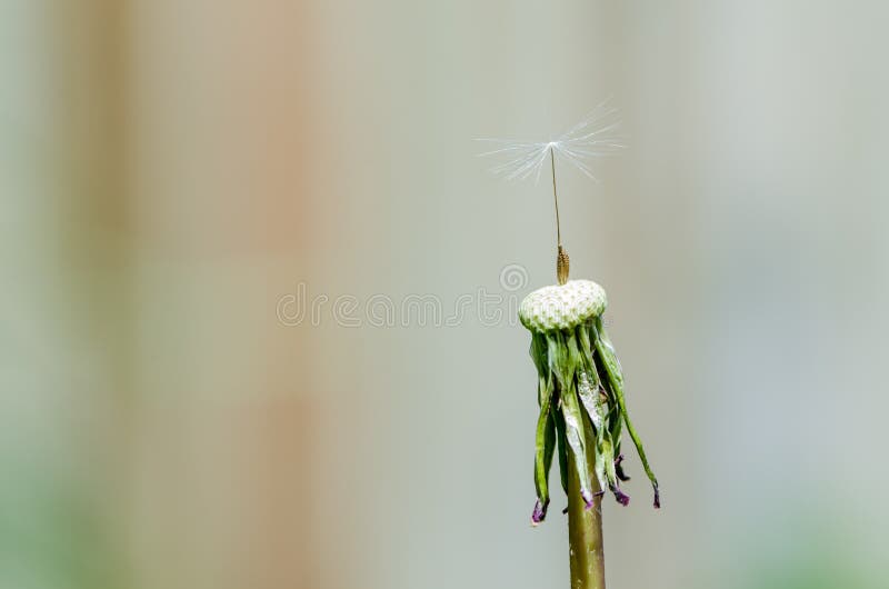 Dandelion with single seed stock image. Image of focused - 43762915