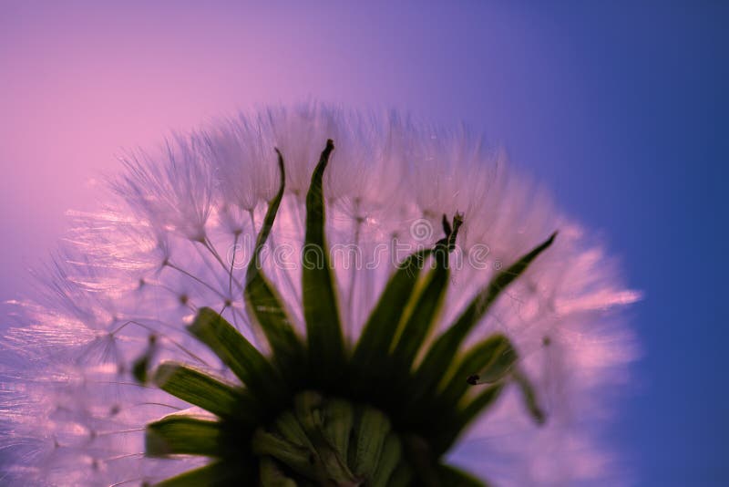 Dandelion with Sky, Purple, Blue Sky Stock Image - Image of botany ...