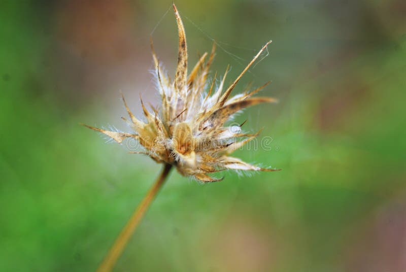 Dandelion stock photo. Image of wild, countryside, bouquet - 97526194