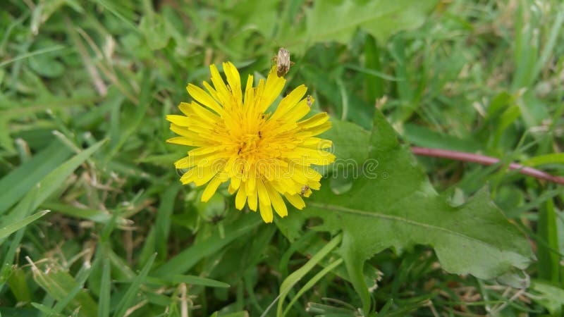Dandelion with Small Insects Stock Image - Image of plants, herb: 78756805