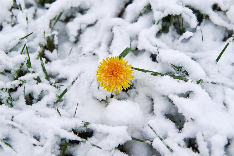 Anomaly Dandelion in the Grass Stock Image - Image of phytology, stem ...