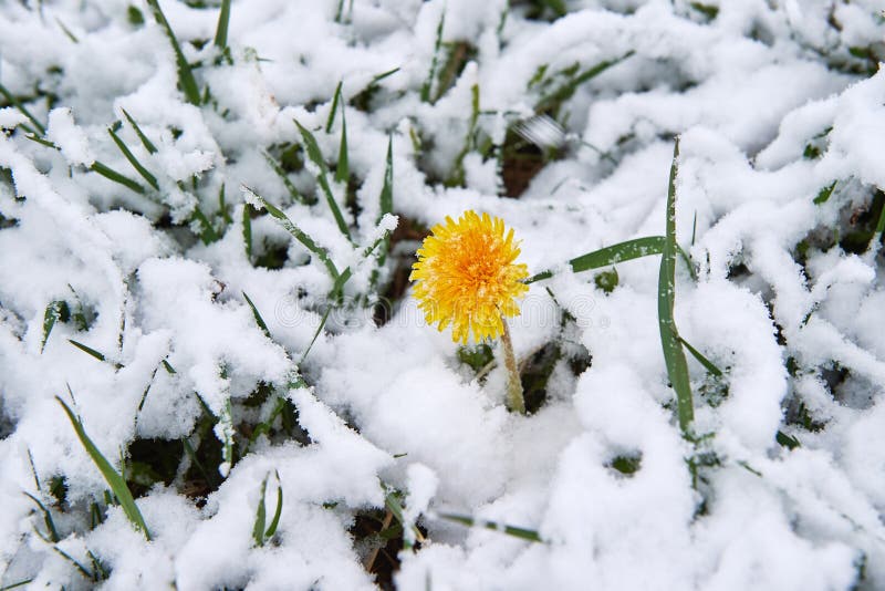 Dandelion snow stock image. Image of focus, nature, freeze - 92189765