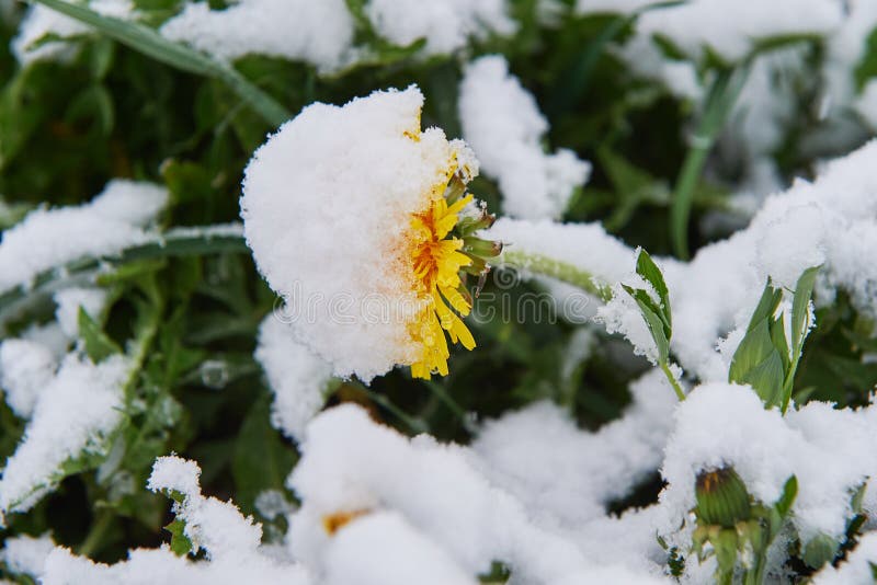 Anomaly Dandelion in the Grass Stock Image - Image of phytology, stem ...