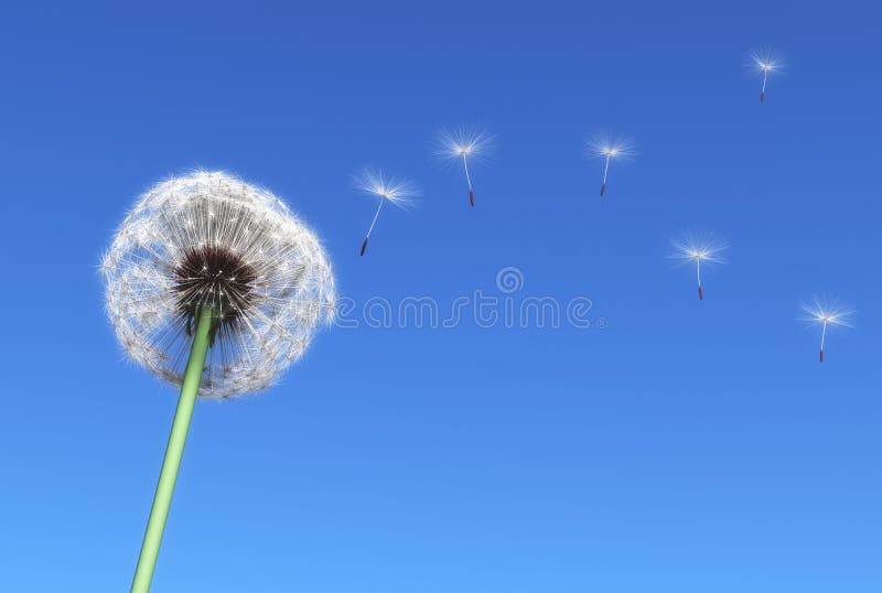 Dandelion fly stock vector. Illustration of nature, biology - 20362784