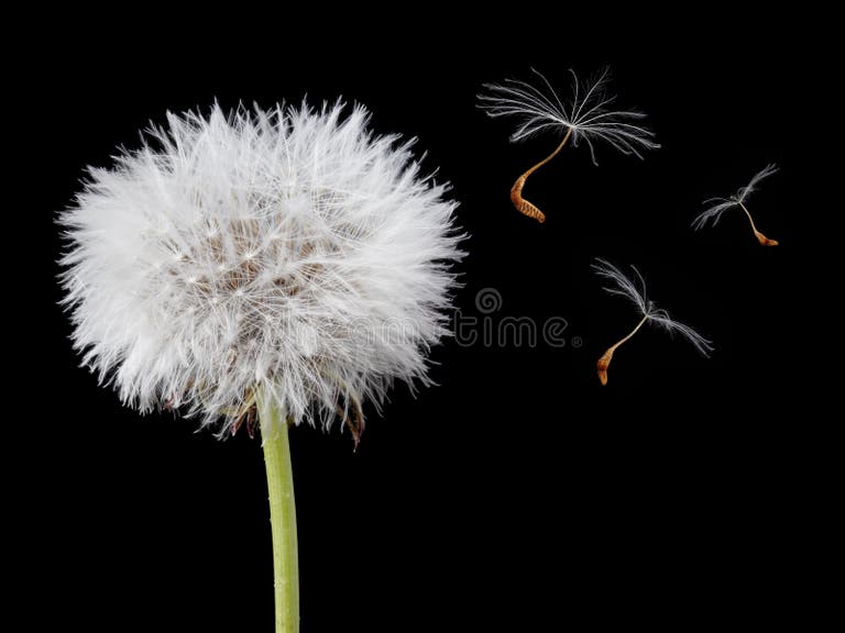 Dandelion with Some Seeds Flying Stock Photo - Image of fluff, float ...