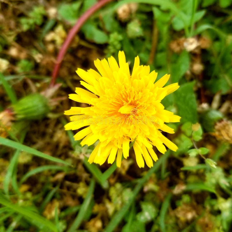 Dandelion in the spring stock image. Image of dandelion - 178332887