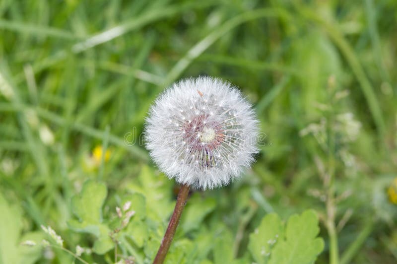 Dandelion in Spring Against the Green Grass Stock Photo - Image of grow ...