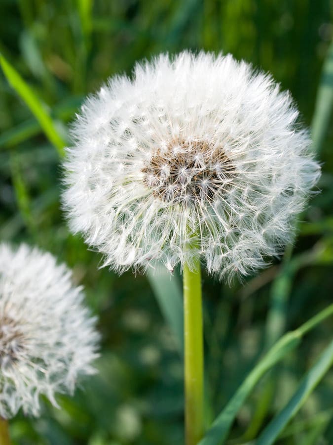Dandelion, spring flower stock image. Image of flowering - 9202115
